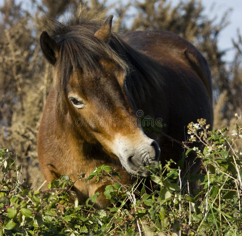 Exmoor-Pony in der Weide stockfoto. Bild von wild, pferd - 65550058
