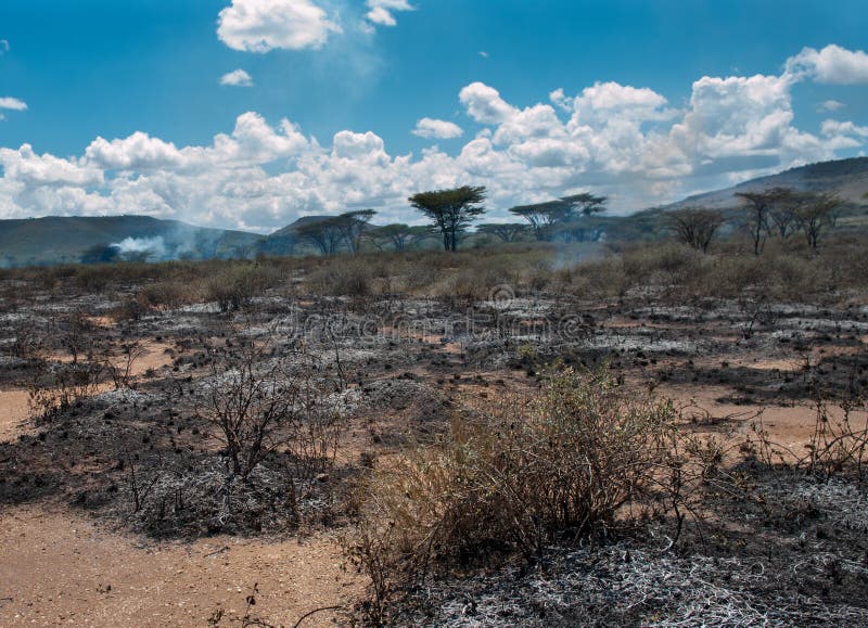 Wildfire in African Savanna Stock Image - Image of environment, area ...