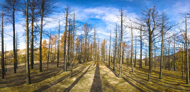 Wildfire Burn Zone stock photo. Image of haunted, drought - 37479854