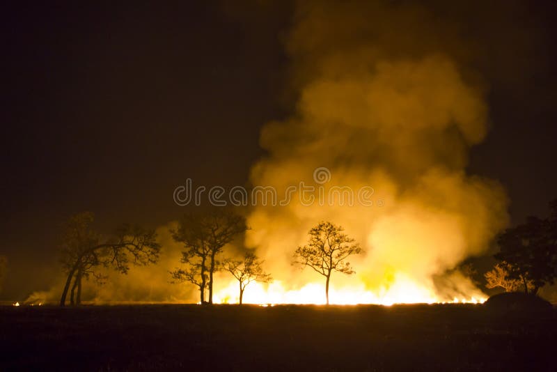 Wildfire Burning Forest Ecosystem is Destroyed Stock Photo - Image of ...