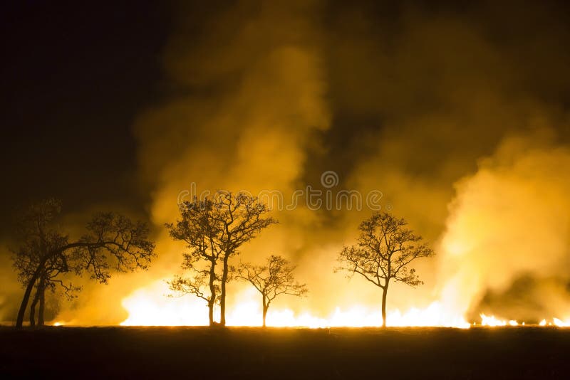 Wildfire - Burning Forest Ecosystem is Destroyed Stock Image - Image of ...