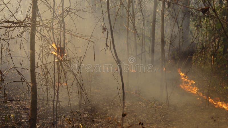 Wildfire Burning Insect Nest in Tropical Forest Stock Footage - Video ...
