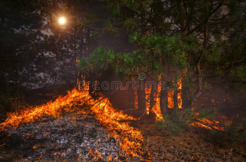 Wildfire, Burning Pine Forest . Stock Photo - Image of dead, ecology ...