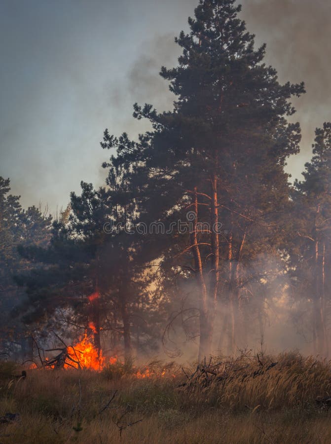 Wildfire, Burning Pine Forest Stock Photo - Image of heat, emissions ...