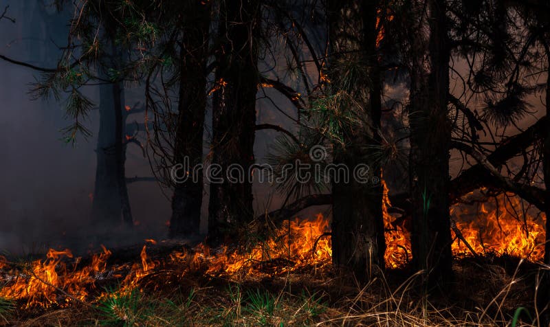 Wildfire, Burning Pine Forest Stock Photo - Image of destruction ...