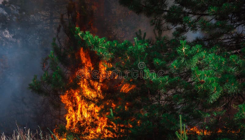 Wildfire, Burning Pine Forest Stock Photo - Image of change ...