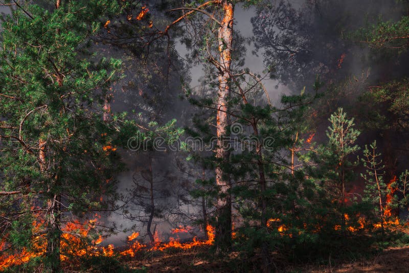 Wildfire, Burning Pine Forest Stock Photo - Image of pine, experiment ...