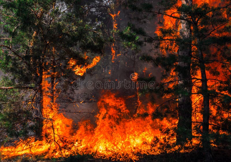 Wildfire, Burning Pine Forest . Stock Photo - Image of pollution ...