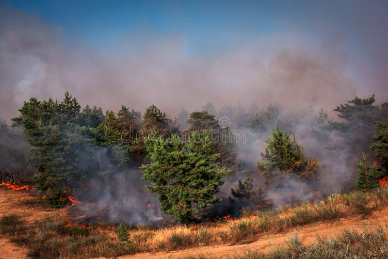 Wildfire, Burning Pine Forest Stock Photo - Image of disaster, problem ...