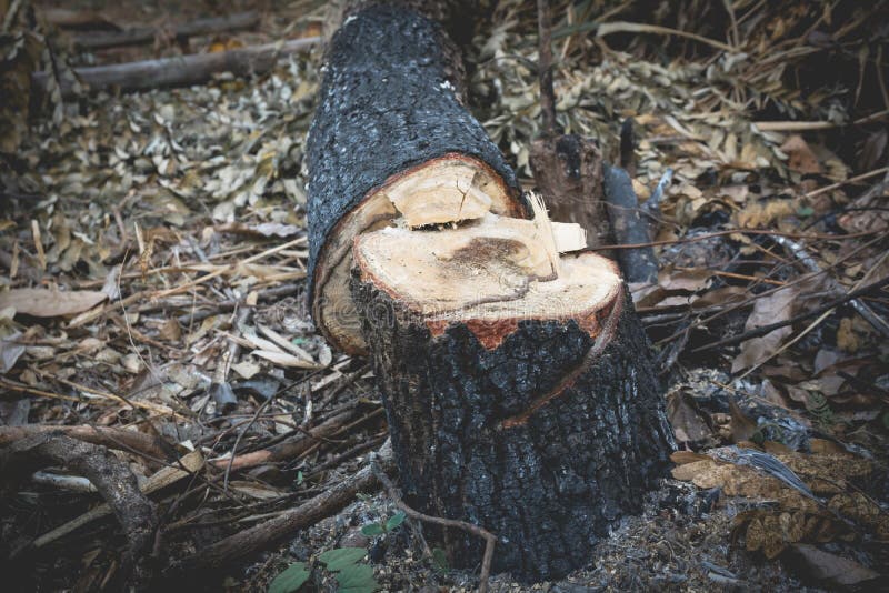 After Wildfire Burning Tree at the Day. Forest Fire Stock Image - Image ...
