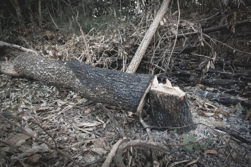 After Wildfire Burning Tree at the Day. Forest Fire Stock Photo - Image ...