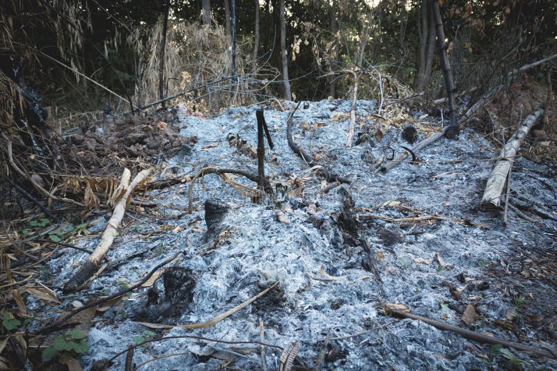 After Wildfire Burning Tree at the Day. Forest Fire Stock Image - Image ...
