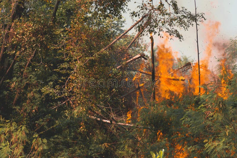 Wildfire Burning Tree in Red and Orange Color at the Day. Stock Photo ...