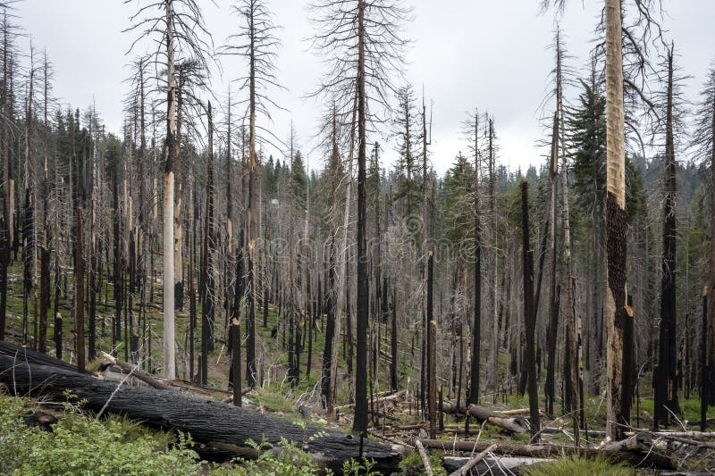 Wildfire in California. Forest Fire in the Mountains Stock Photo ...