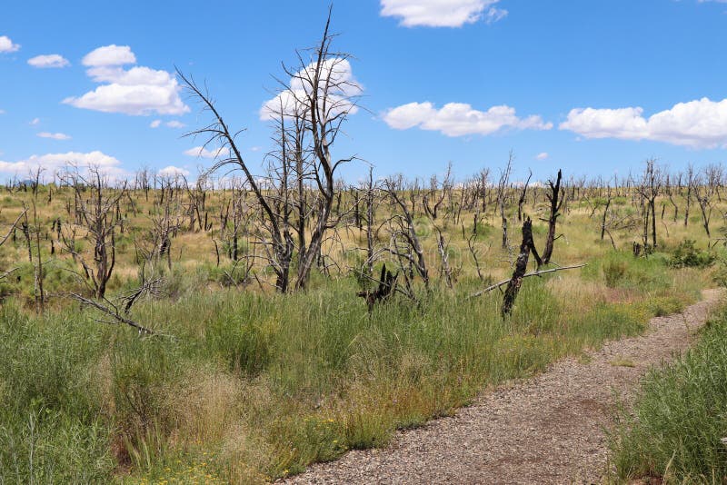 Wildfire Damaged Trees Mesa Verde Stock Image - Image of america ...