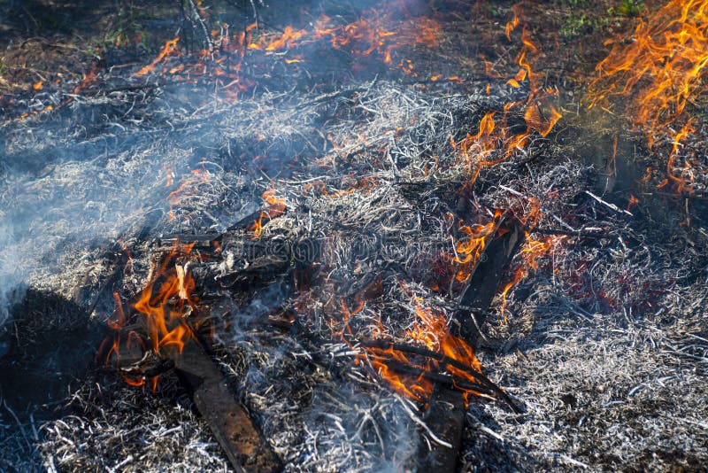 Wildfire. the Disaster Brings Regular Damage To Nature. Dead Forest ...