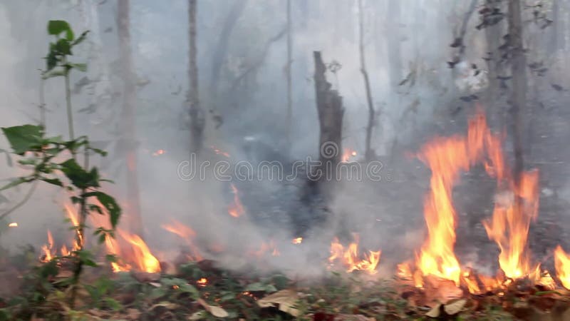 Wildfire Disaster Burning in Tropical Forest Caused by Human Stock ...