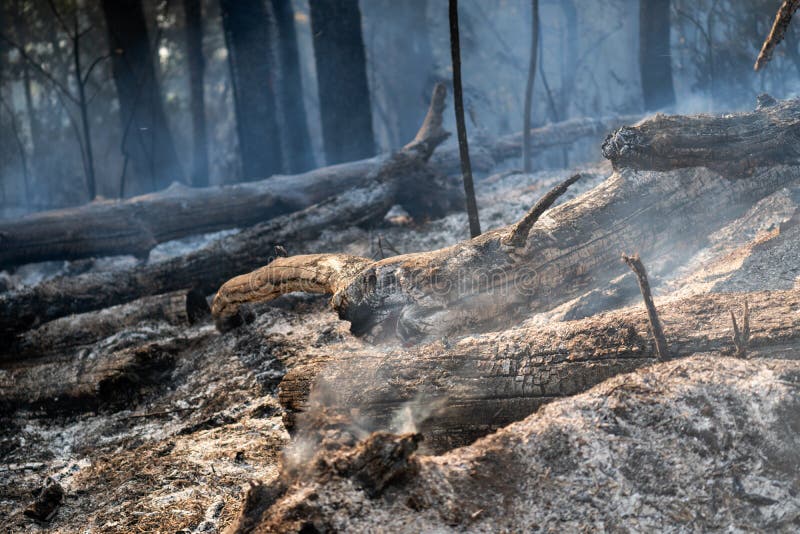 After Wildfire Disaster Caused by Humans Stock Photo - Image of damage ...