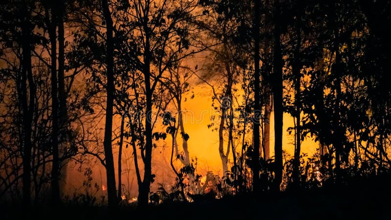 Wildfire Disaster in Tropical Forest Caused by Human Stock Photo ...
