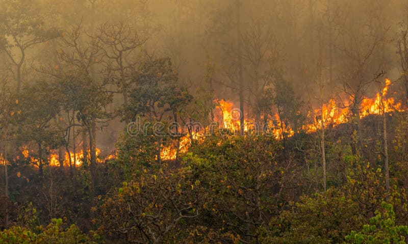 Wildfire Disaster in Tropical Forest Caused by Human Stock Photo ...