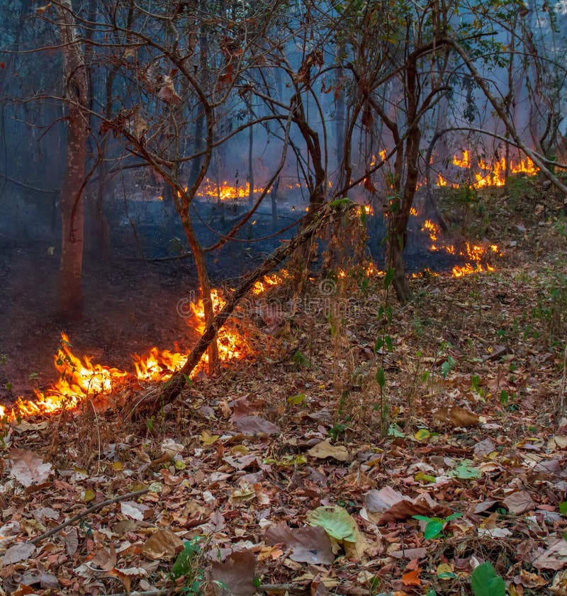 Wildfire Disaster in Tropical Forest Caused by Human Stock Photo ...