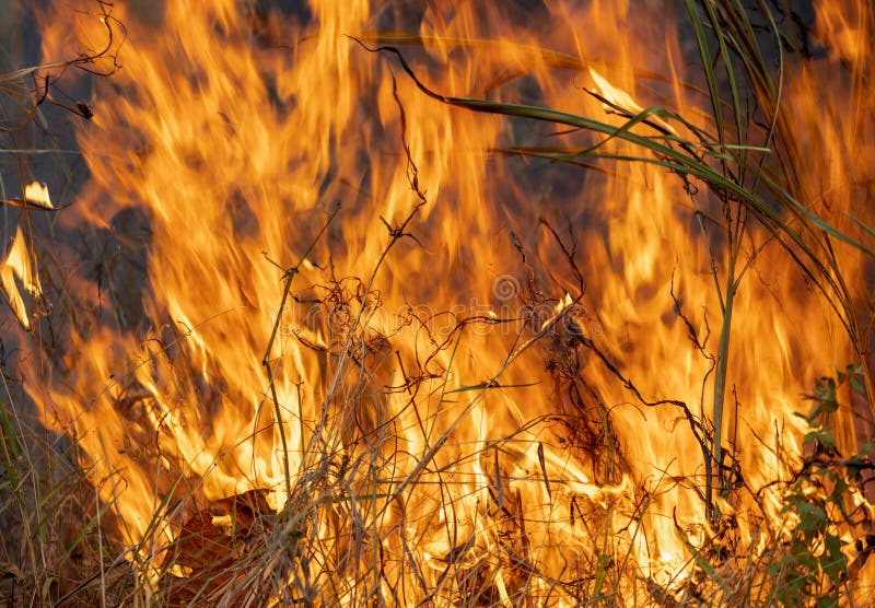 Wildfire Disaster in Tropical Forest Caused by Human Stock Image ...