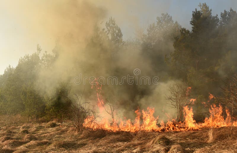 Wildfire, Forest Fire, Burning Forest Stock Photo - Image of fire ...