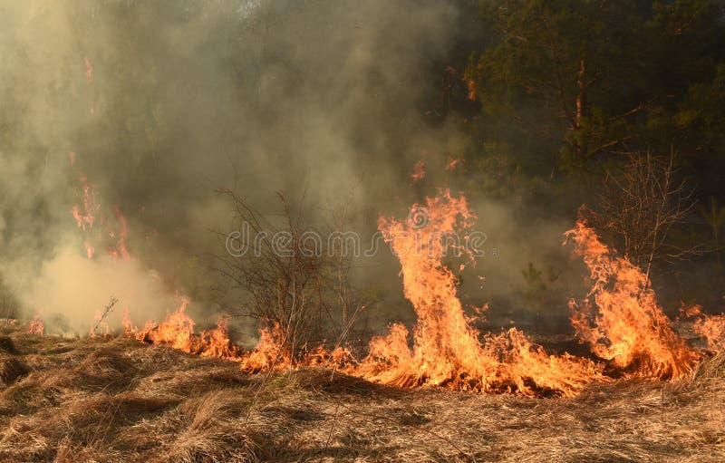 Wildfire, Forest Fire, Burning Forest Stock Image - Image of fireman ...