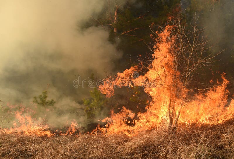 Wildfire, Forest Fire, Burning Forest Stock Photo - Image of ...