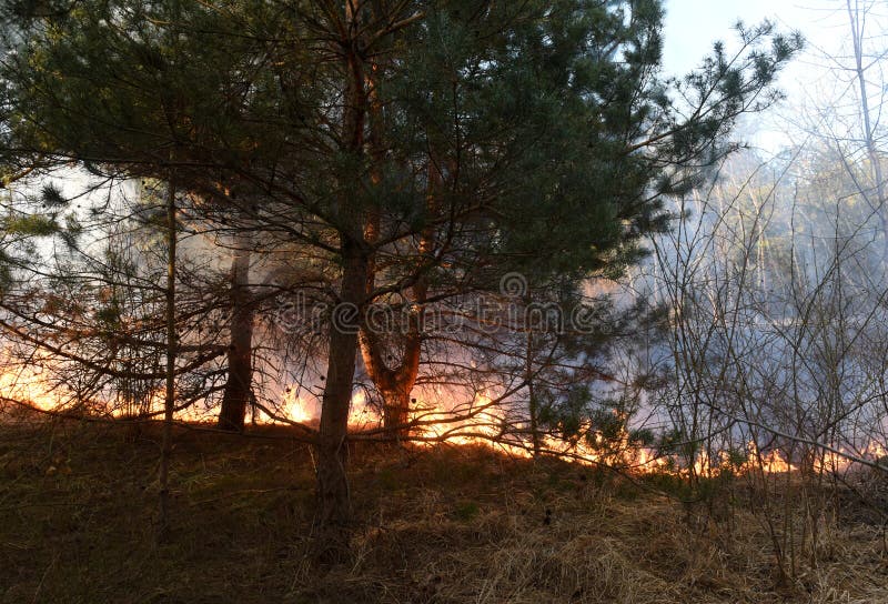 Wildfire, Forest Fire, Burning Forest Stock Photo - Image of grass ...