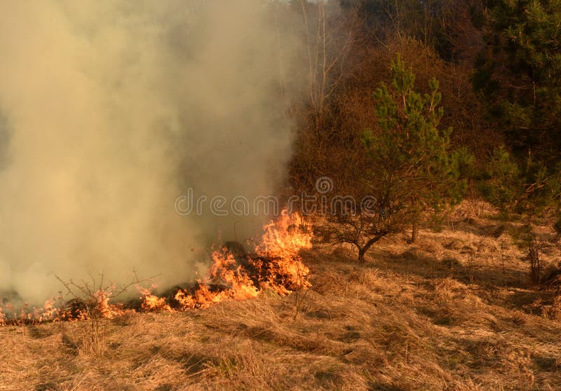 Wildfire, Forest Fire, Burning Forest Stock Photo - Image of industrial ...