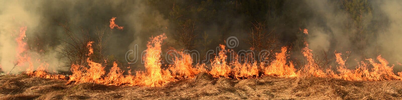 Wildfire in Forest Natural Catastrophe,uncontrolled Fire Stock Photo ...