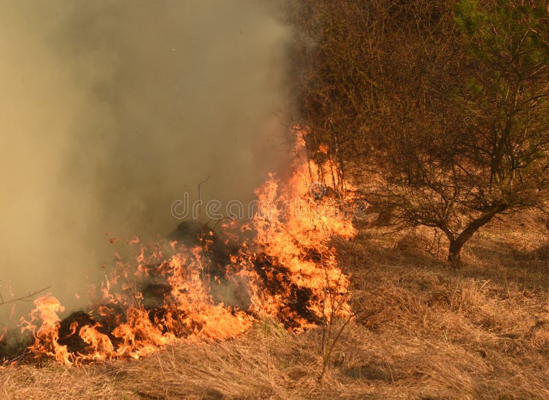 Wildfire, Forest Fire, Burning Forest Stock Image - Image of nature ...