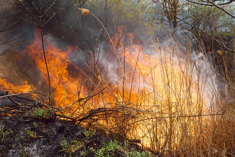 Wildfire, Forest Fire, Burning Forest, Field Fire Stock Photo - Image ...