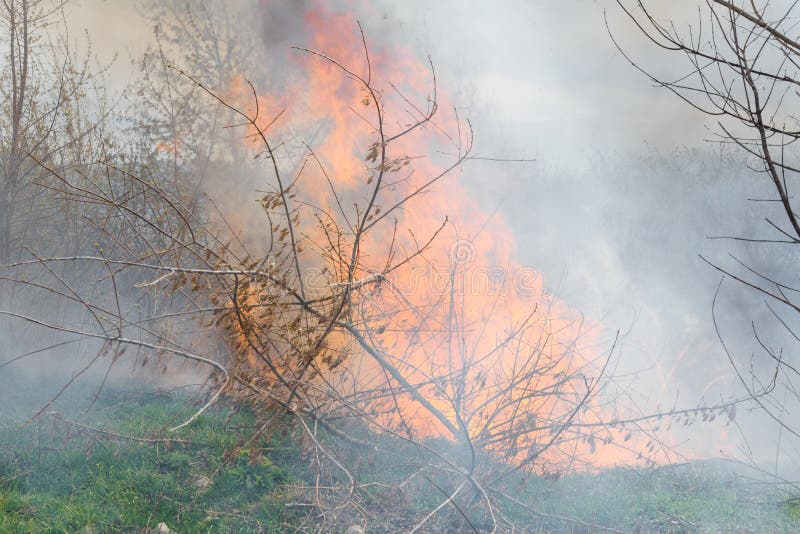 Wildfire, Forest Fire, Burning Forest, Field Fire Stock Photo - Image ...