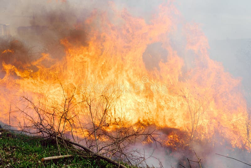 Wildfire, Forest Fire, Burning Forest, Field Fire Stock Photo - Image ...