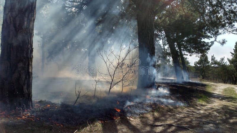 Wildfire grass stock photo. Image of orange, flames, forest - 74382246