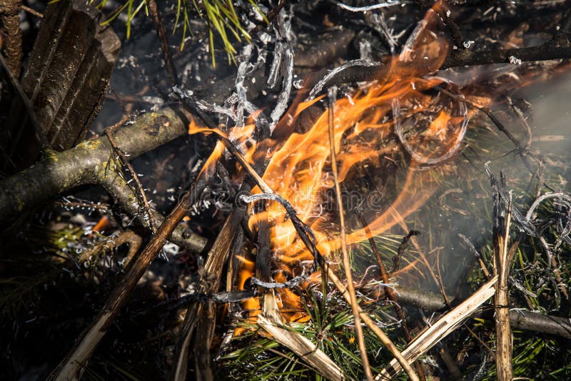 Summer Dangerous Forest Fire Stock Photo - Image of dangerous, bush ...