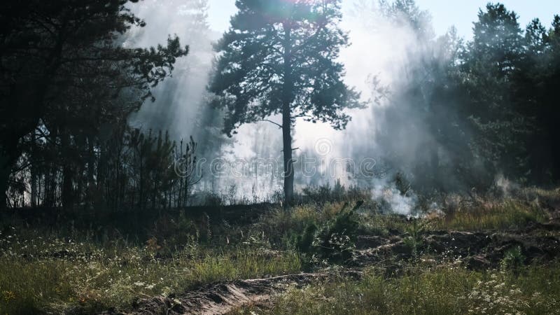 Wildfire Smoke, Forest Fire Stock Footage - Video of flames, smoke ...