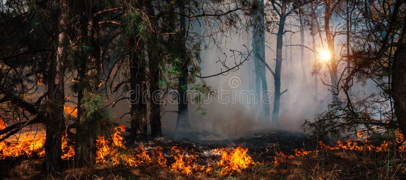 Wildfire at Sunset, Burning Pine Forest . Stock Photo - Image of ...