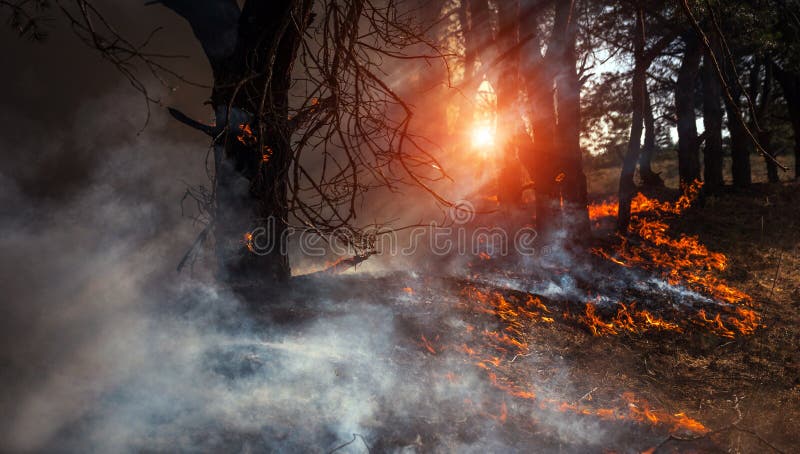 Wildfire at Sunset, Burning Pine Forest . Stock Image - Image of ...