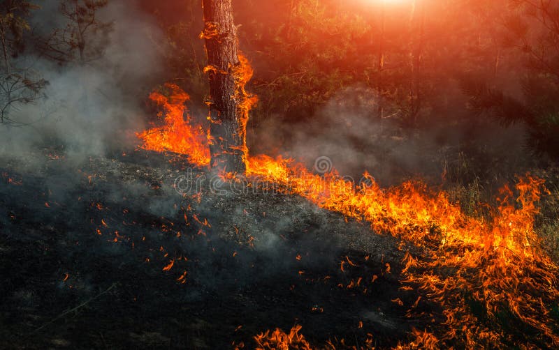 Wildfire at Sunset, Burning Pine Forest Stock Photo - Image of climate ...