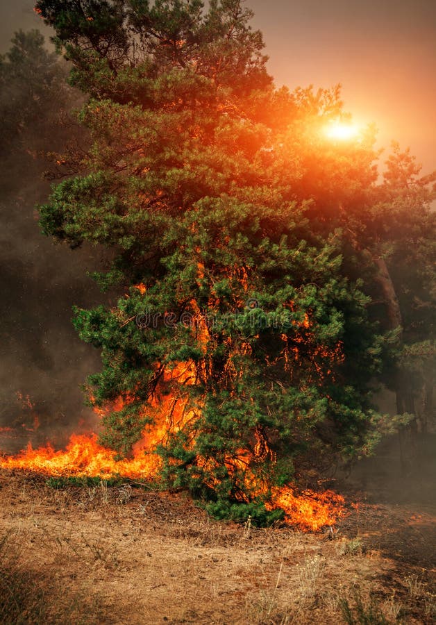 Wildfire at Sunset, Burning Pine Forest Stock Photo - Image of outdoors ...