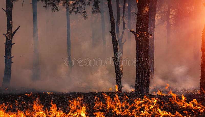 Wildfire at Sunset, Burning Pine Forest Stock Photo - Image of climate ...