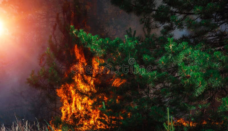 Wildfire at Sunset, Burning Pine Forest Stock Image - Image of problem ...