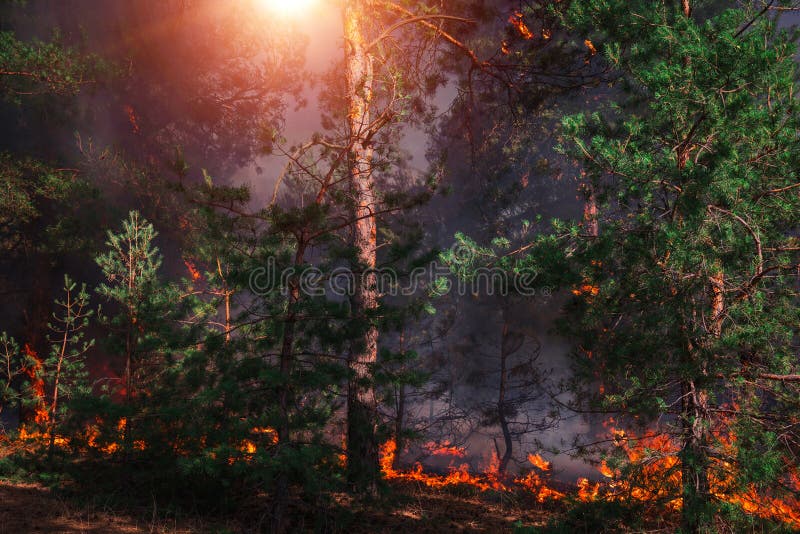 Wildfire at Sunset, Burning Pine Forest Stock Image - Image of ...