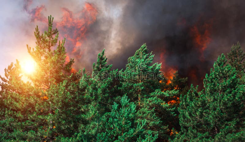 Wildfire at Sunset, Burning Pine Forest . Stock Photo - Image of danger ...