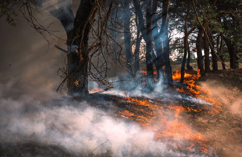 Wildfire at Sunset, Burning Pine Forest . Stock Photo - Image of ...