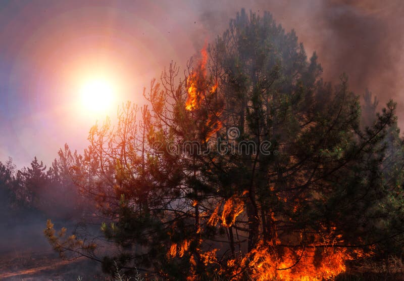Wildfire at Sunset, Burning Pine Forest . Stock Image - Image of burn ...
