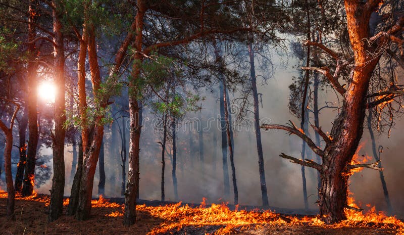 Wildfire at Sunset, Burning Pine Forest Stock Photo - Image of climate ...